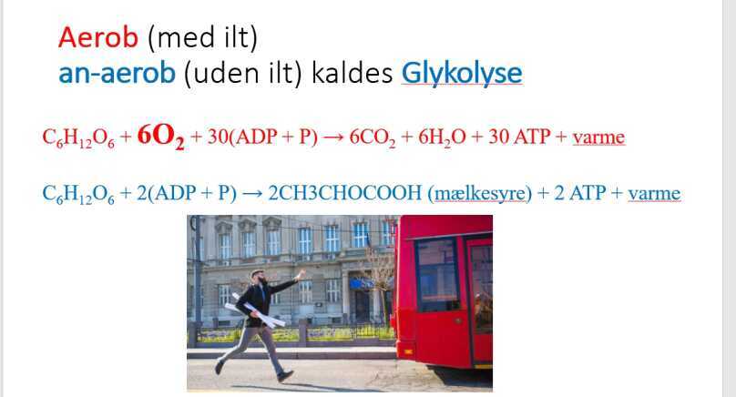 biokemi aerob anaerob og glykolyse