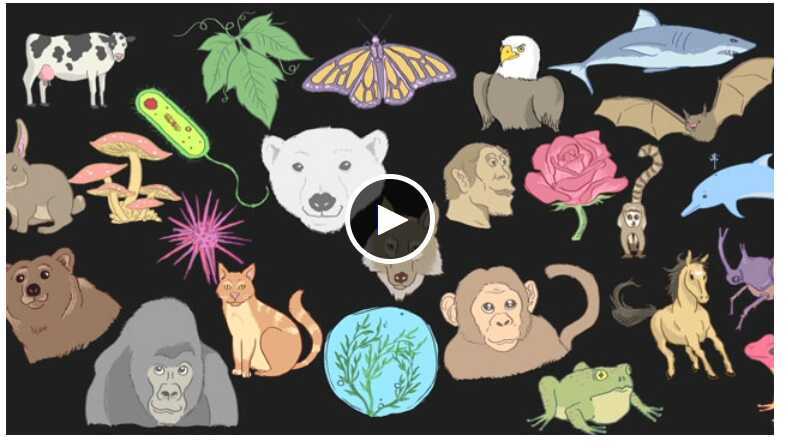 Flocabulary: Classification