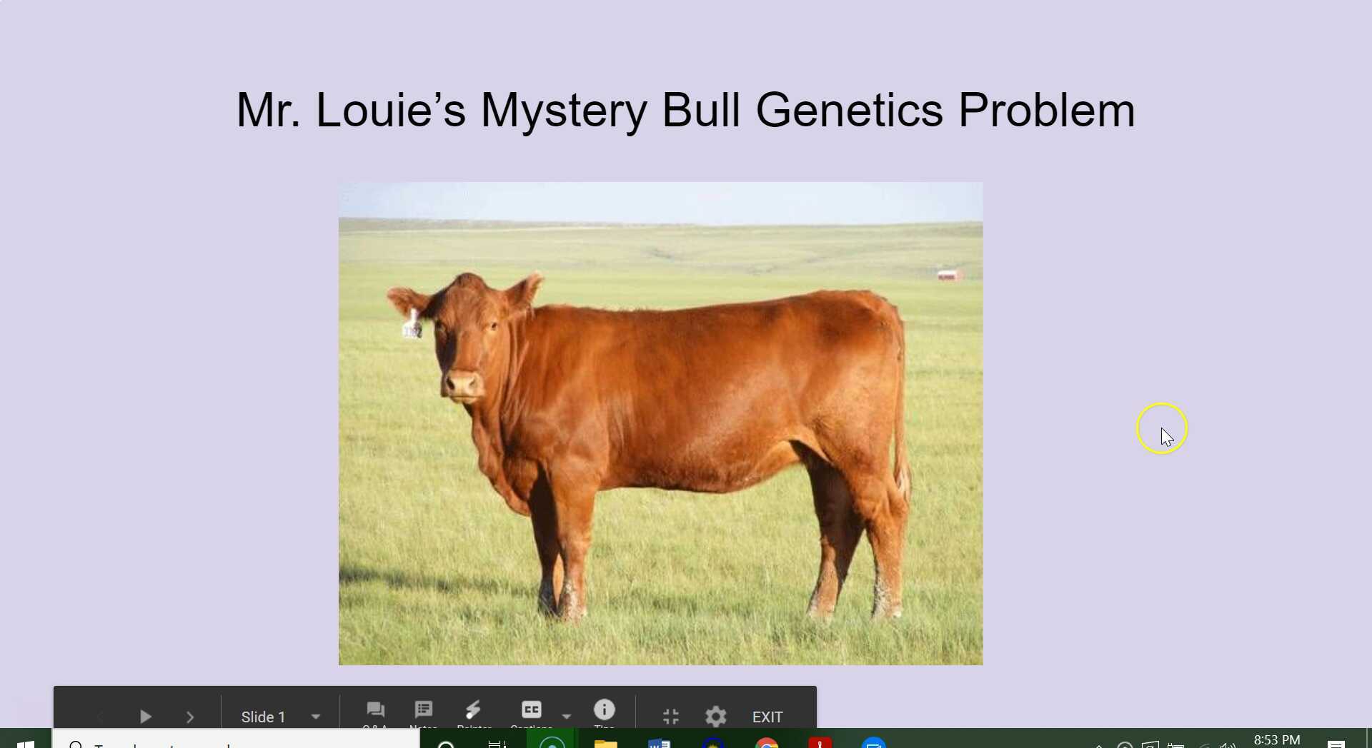 Mystery Bull Genetics Problem