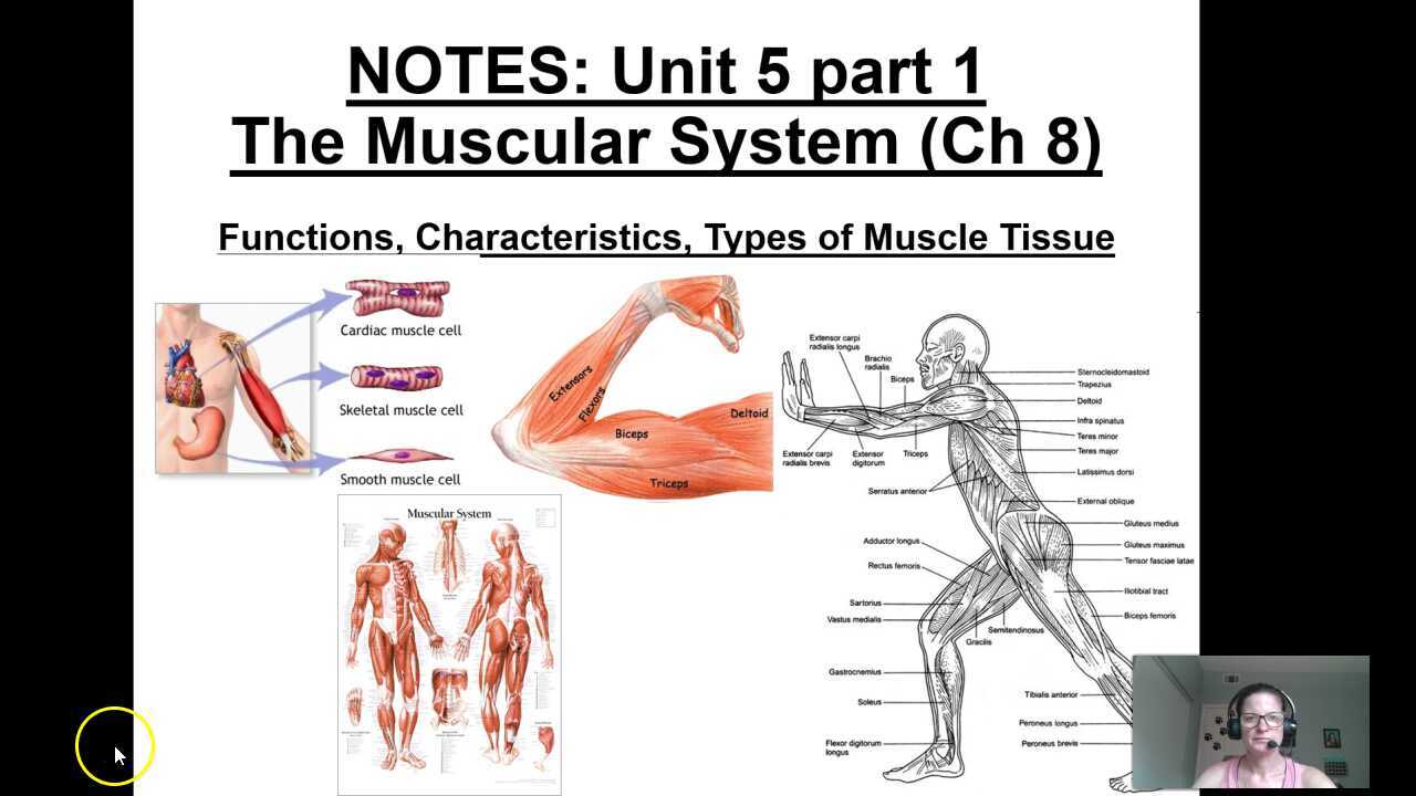 NOTES: Unit 5 part 1 (Muscular Sys)