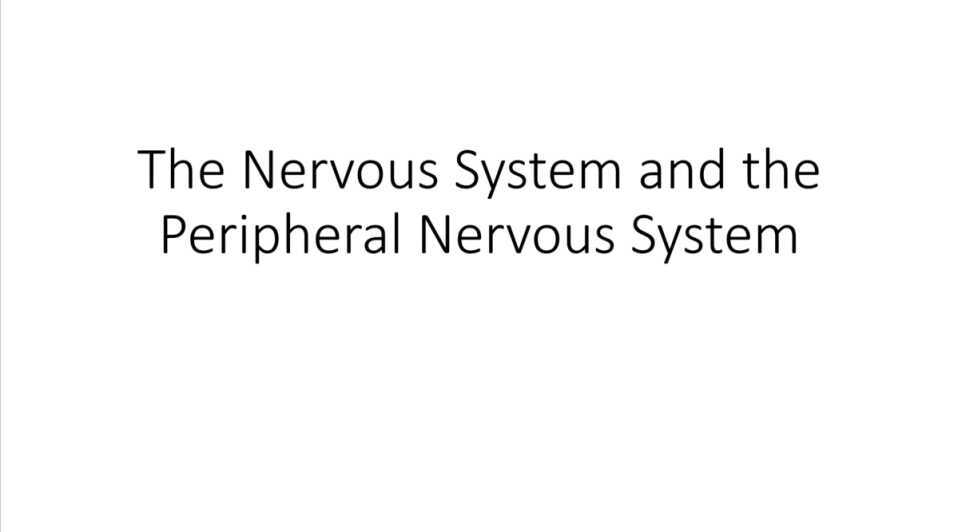 Peripheral Nervous System
