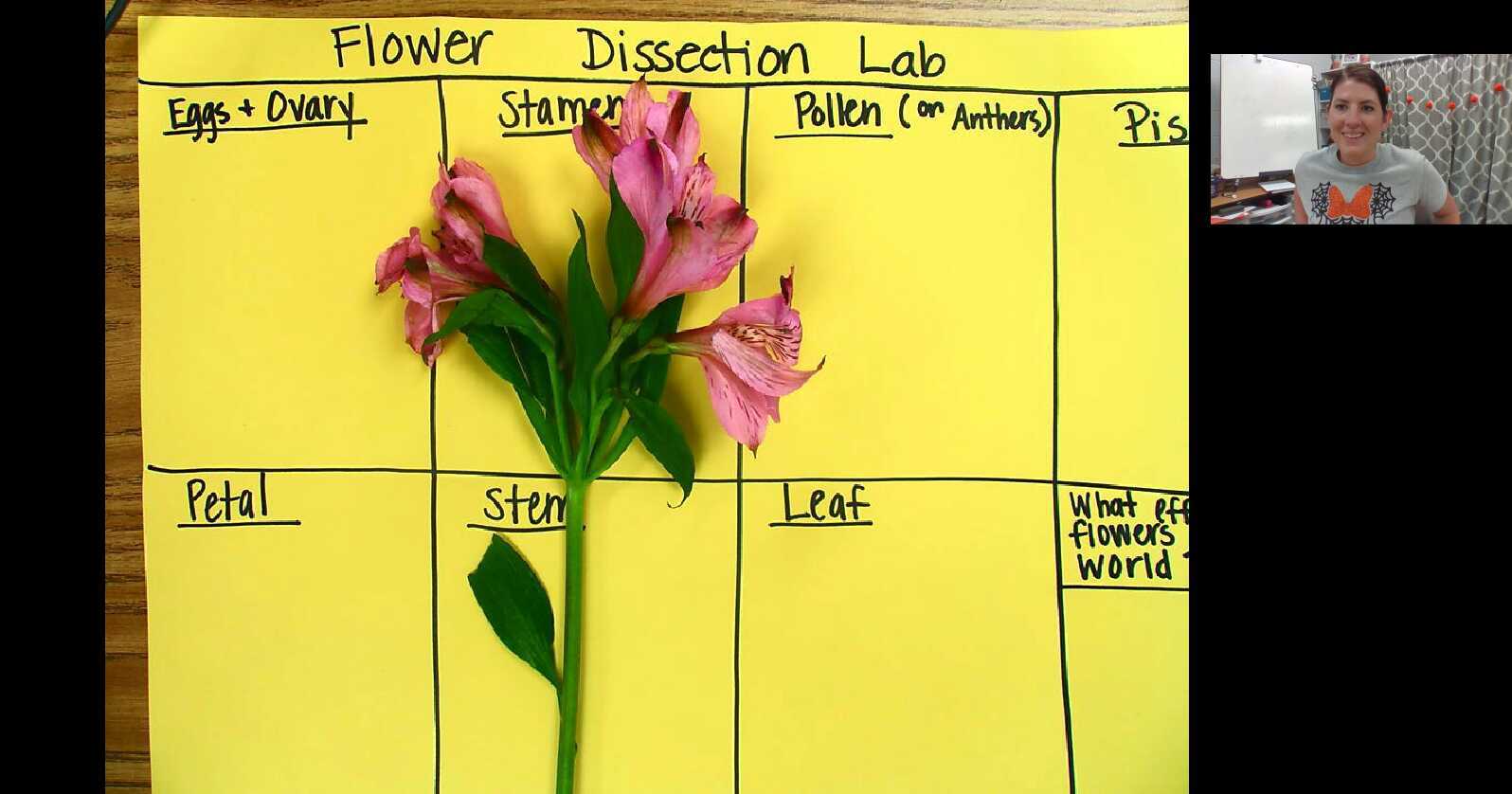 Science- Flower Dissection Lab