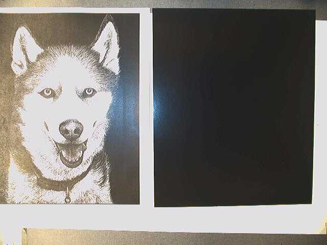 Dog Scratchboard Demonstration