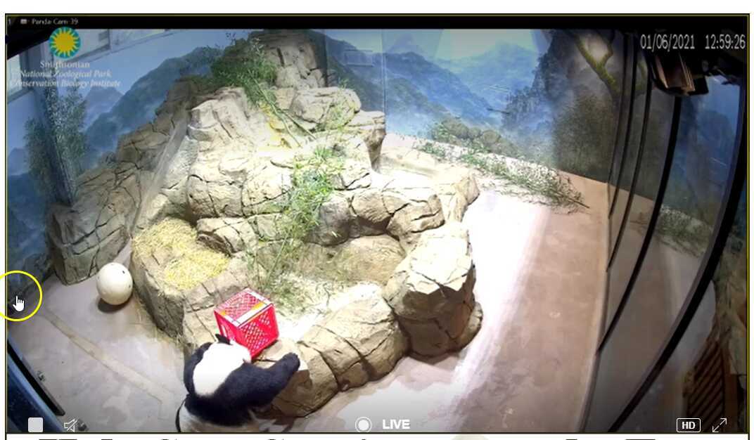 Panda National Zoo SI 01-06-2021 1:00 PM
