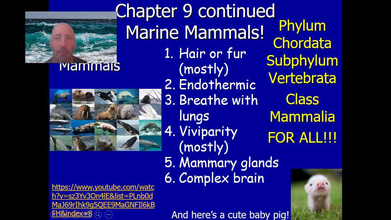 Chapter 9 Part 2 - Marine Mammals