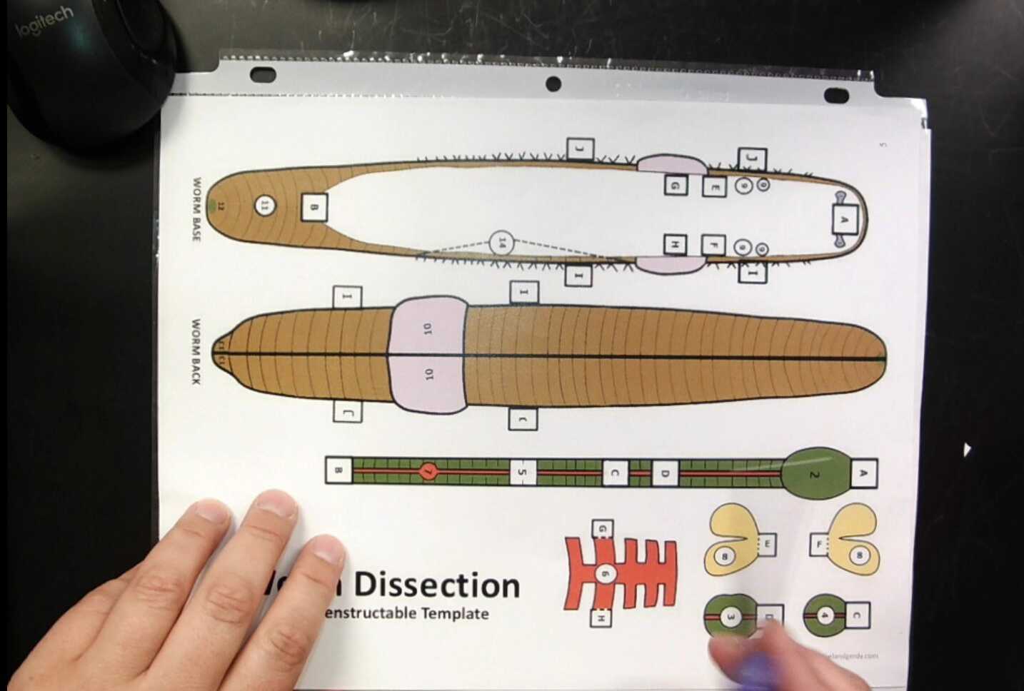 Paper Worm Dissection Cut and Assembly and Storage Walkthrough
