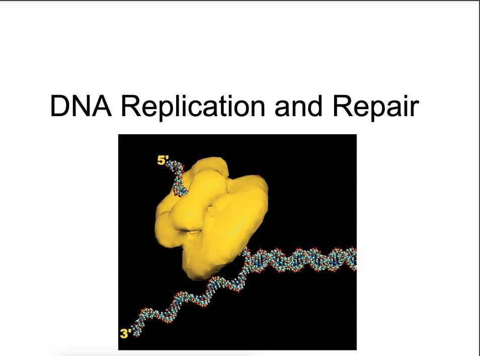 DNA replication and repair