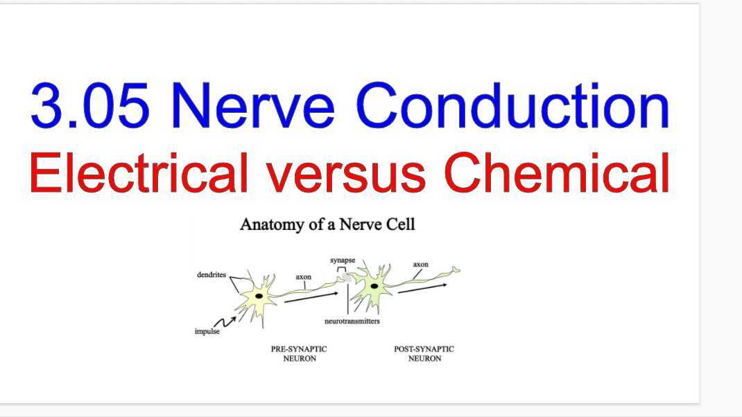 Anatomy 3.05 Nerve Conduction