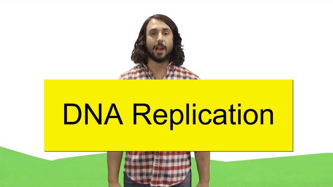 DNA Replication (Mitosis)