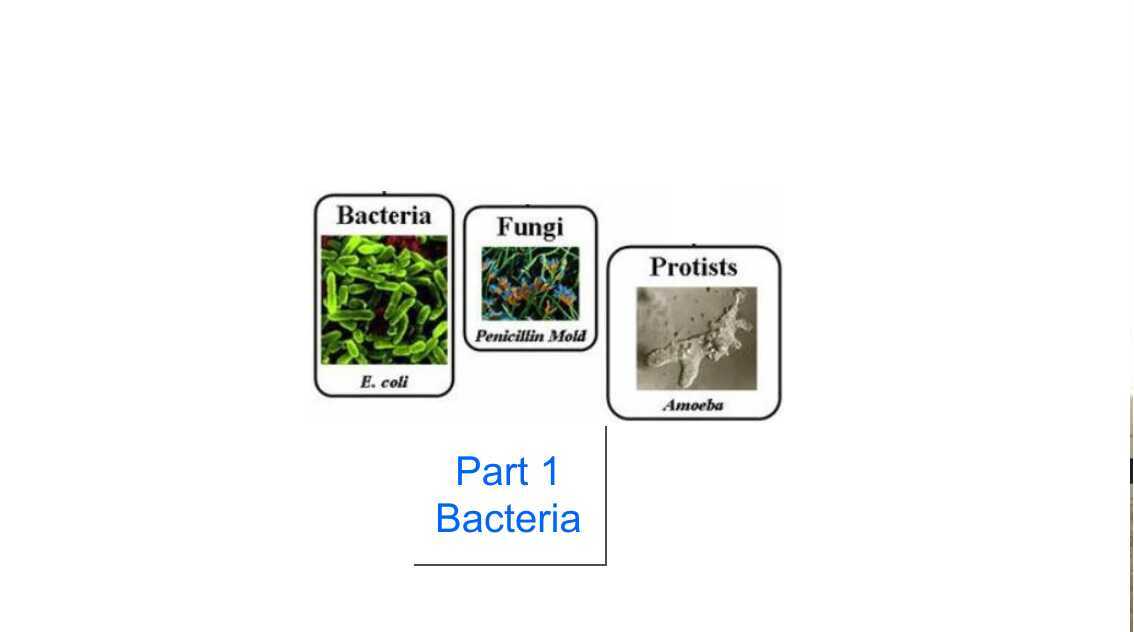Lab Bacteria Protist Fungi
