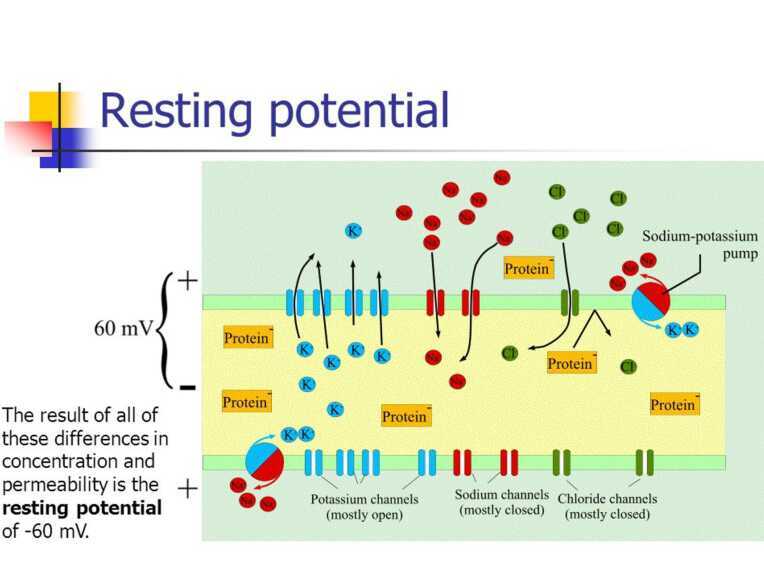 Typical mV range in resting neuron