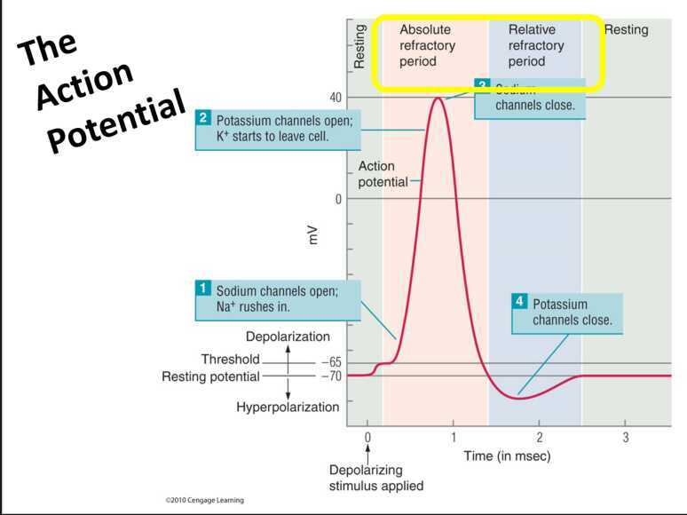 Absolute vs Relative Refractory Periods
