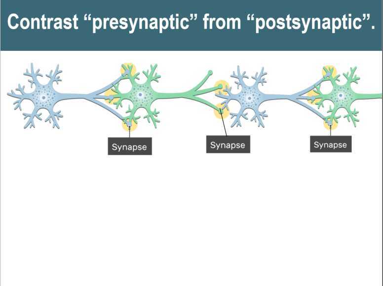 Presynaptic & Postsynaptic