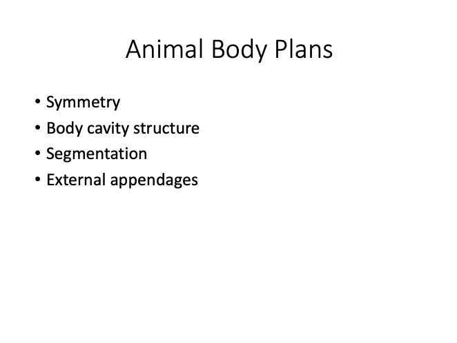 Body Plans