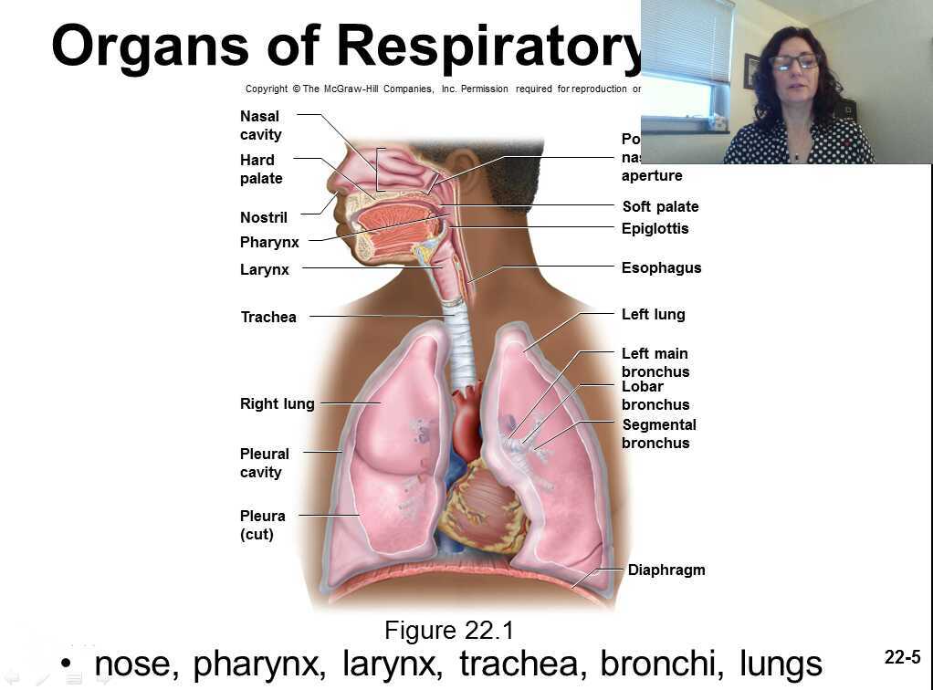 Respiratory Part 1 - Anatomy