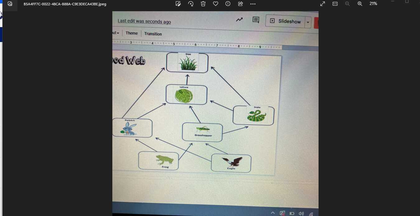 Student_Food Web Assignment