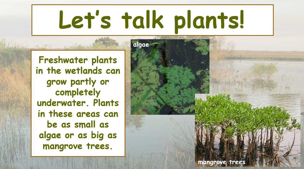 Wetlands Plants and Animals