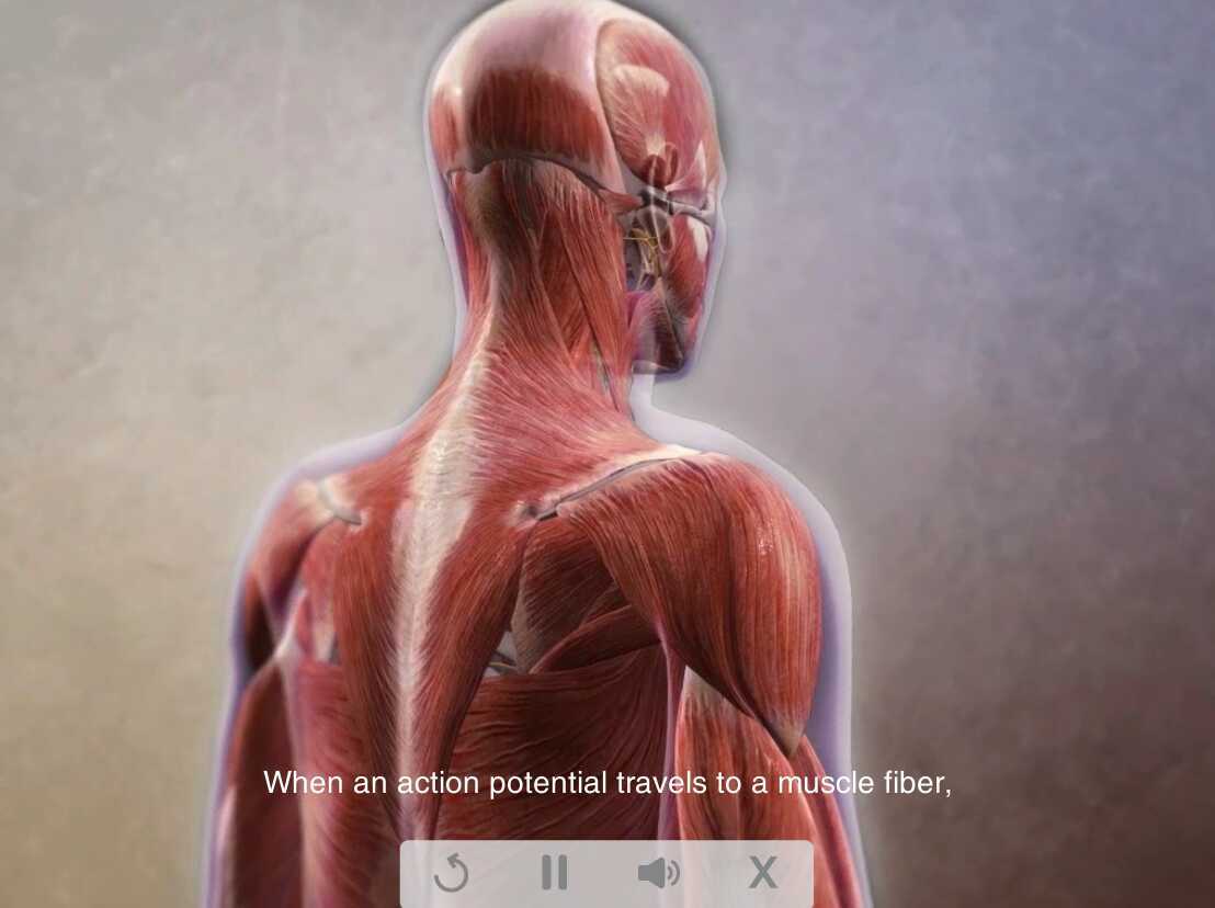 Visible Body: Muscle Contraction: Cross-Bridge Formation