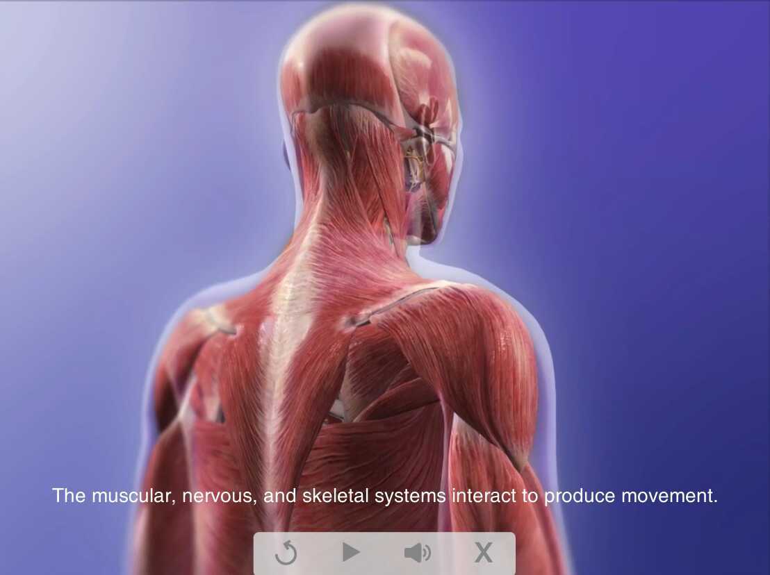 Visible Body: Muscle Contraction: Skeletal Muscle Contraction