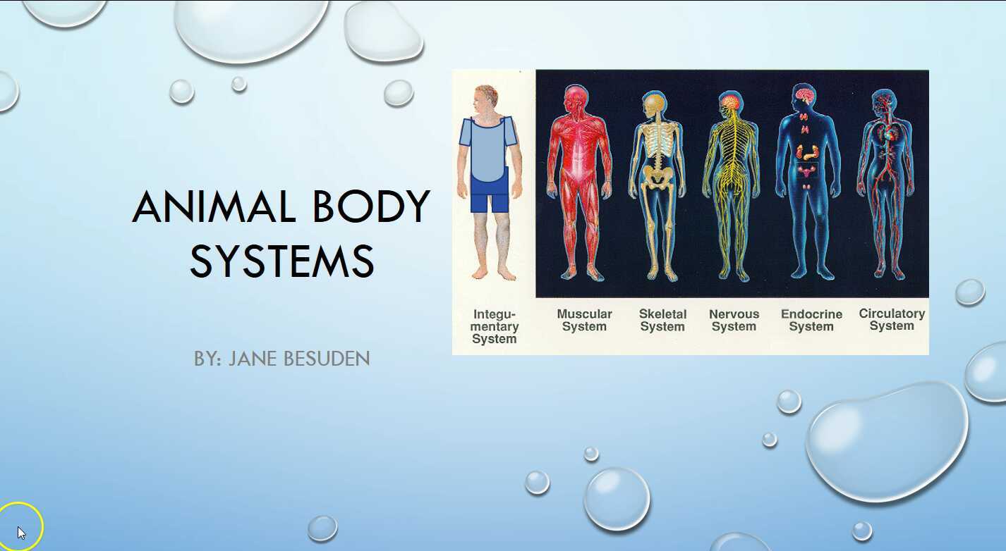 Animal Body Systems