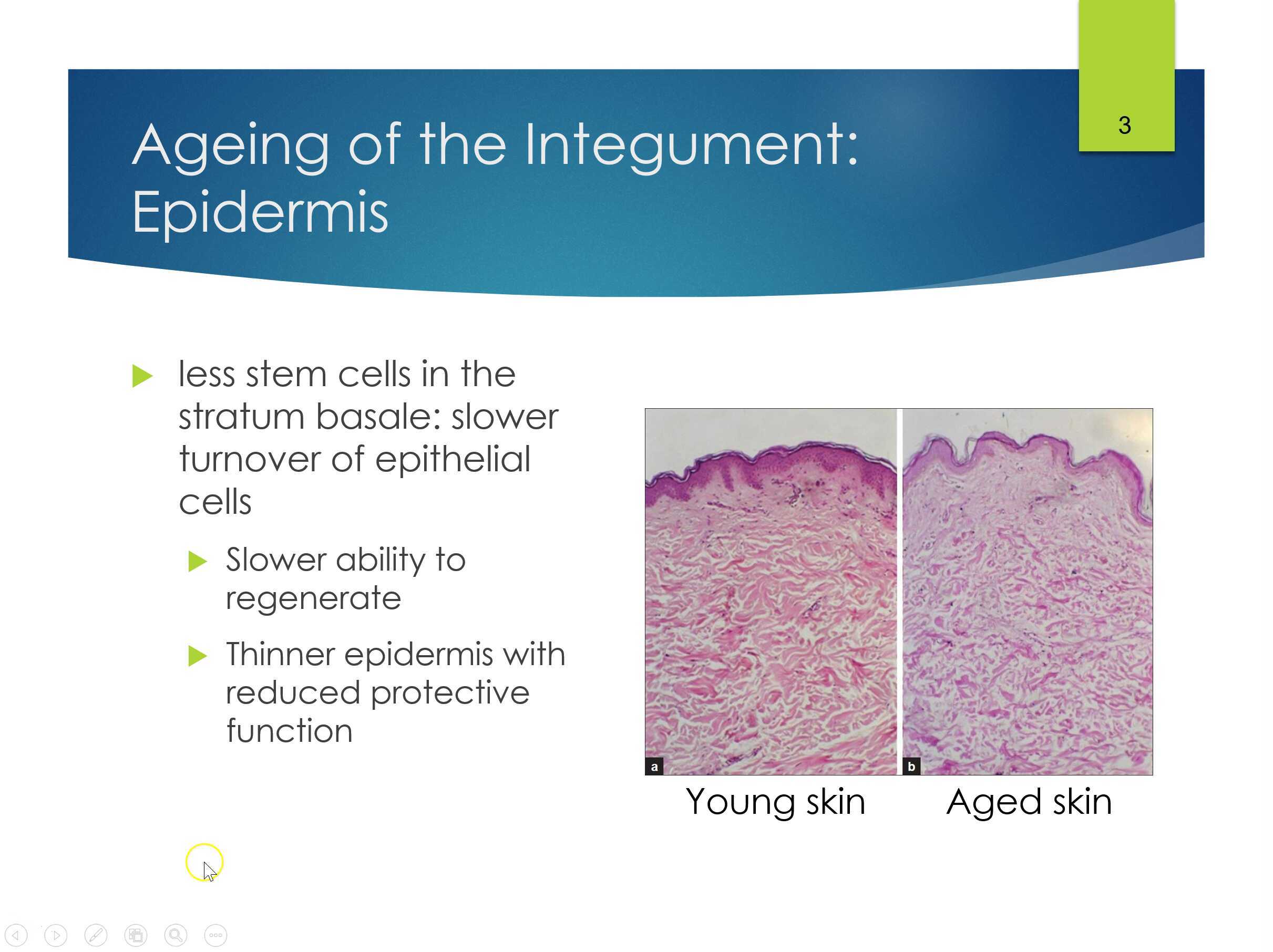 Ageing of Skin & Ligaments