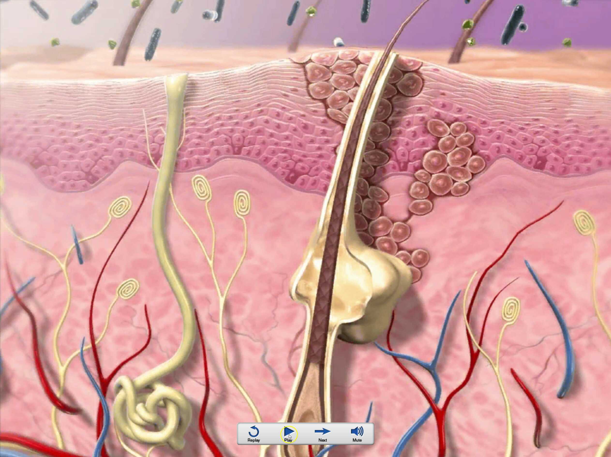 Visible Body - Integumentary System Overview (5)