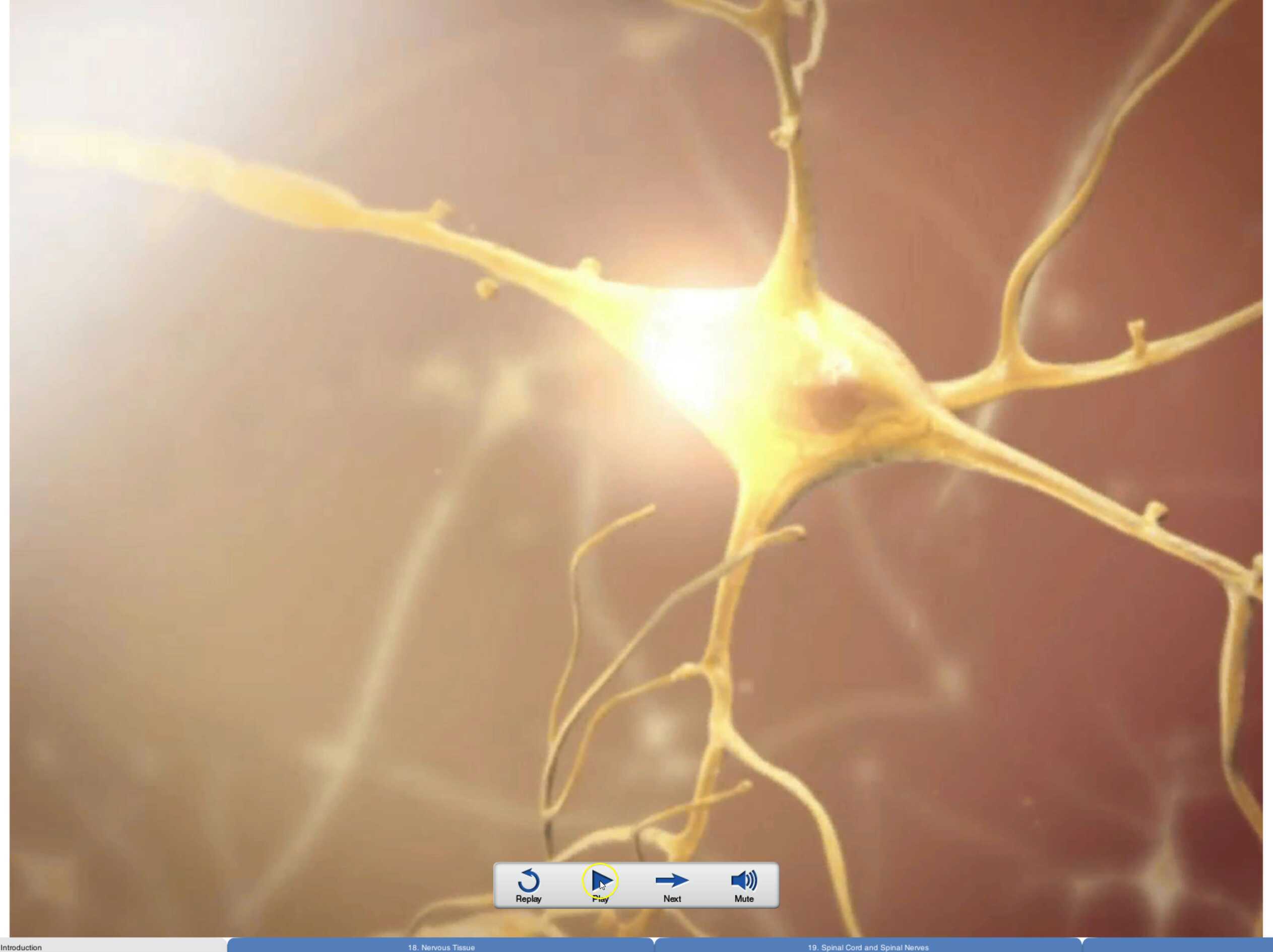 Visible Body - Nervous System Overview (17)