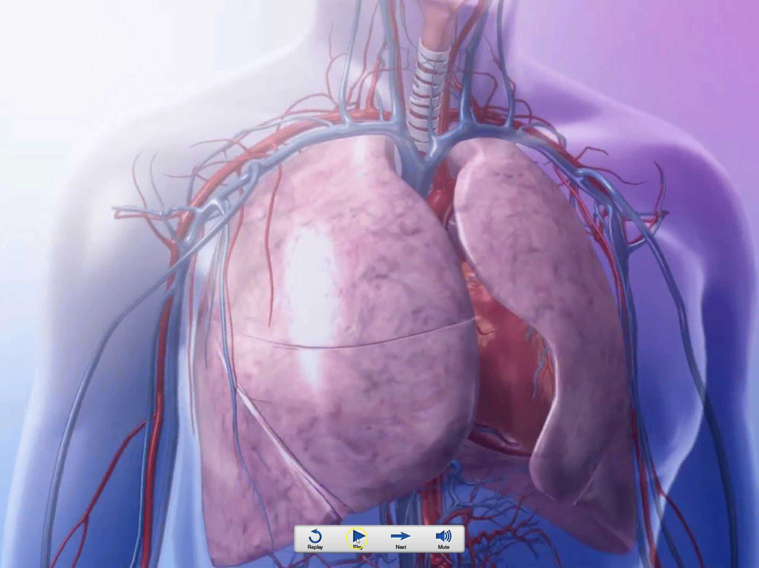 Visible Body - Respiratory System Overview (34)