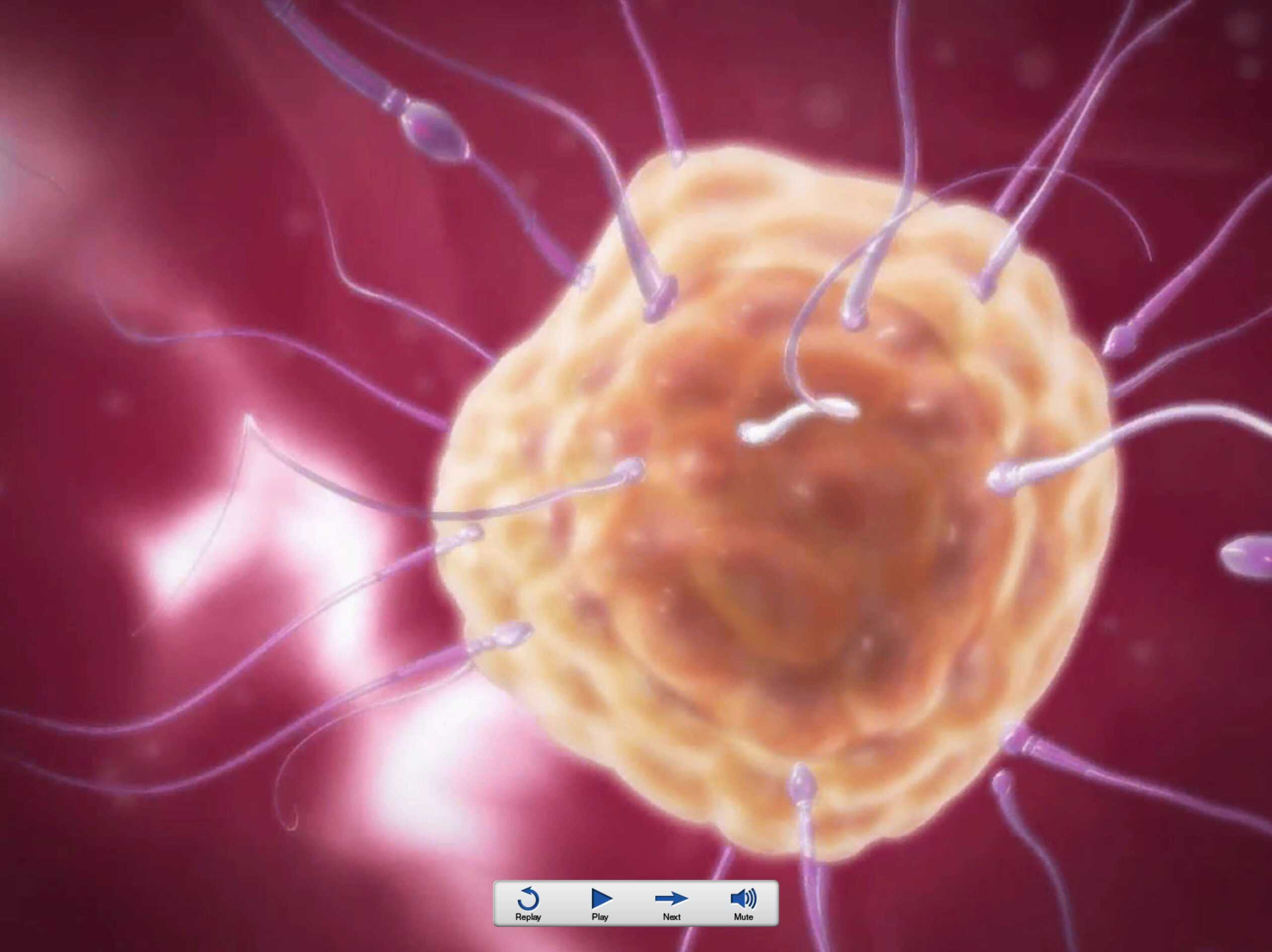 Visible Body - Reproductive System Overview (47)