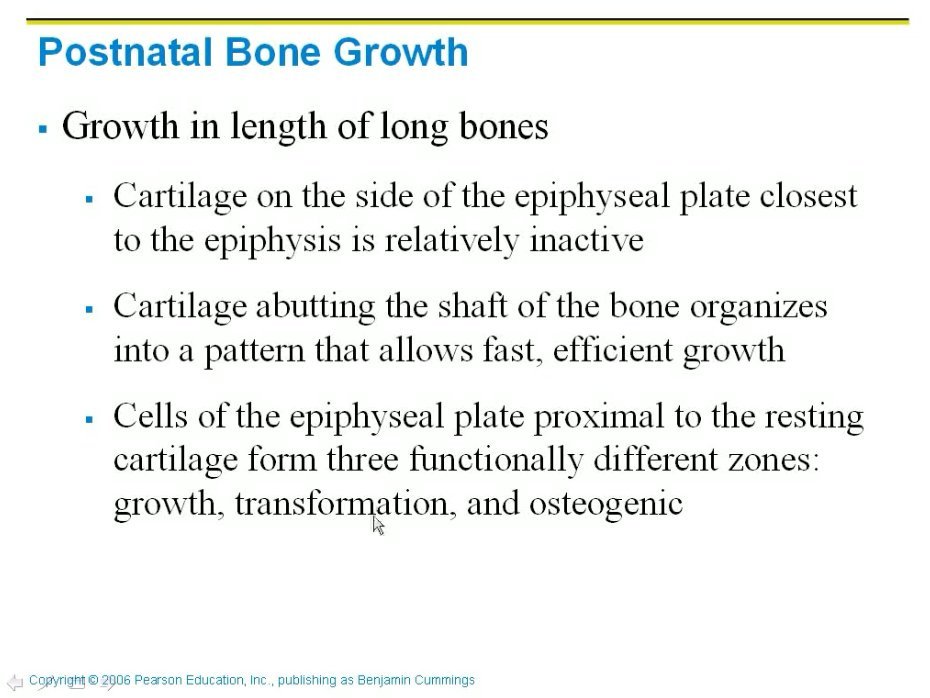 Bone Tissue - Part 4