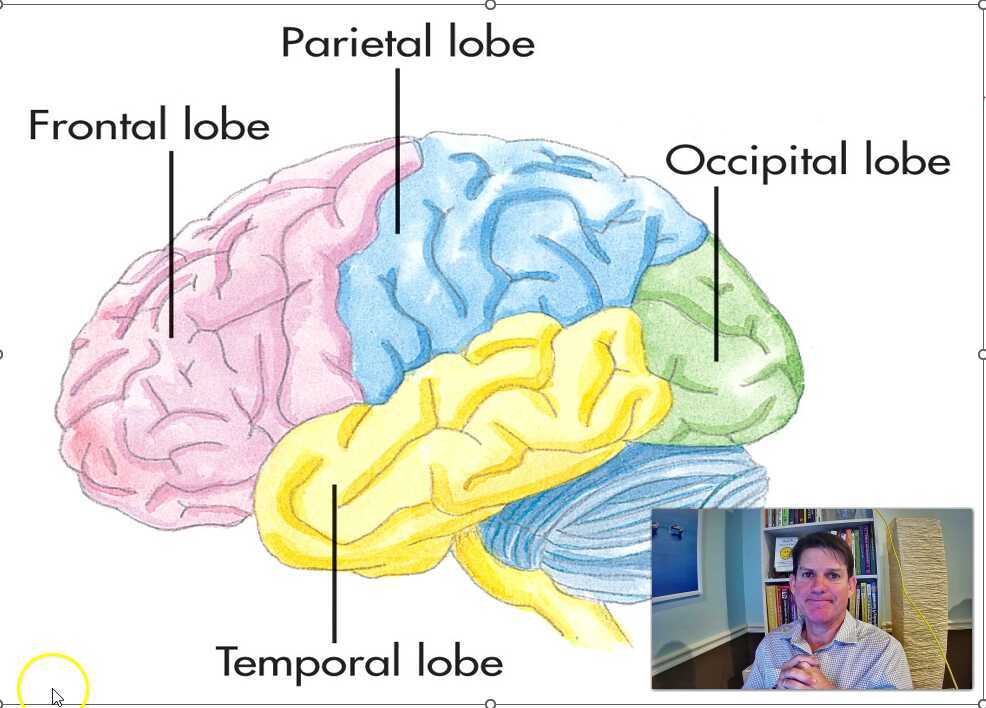 Four Lobes of Your Brain with Dr.D