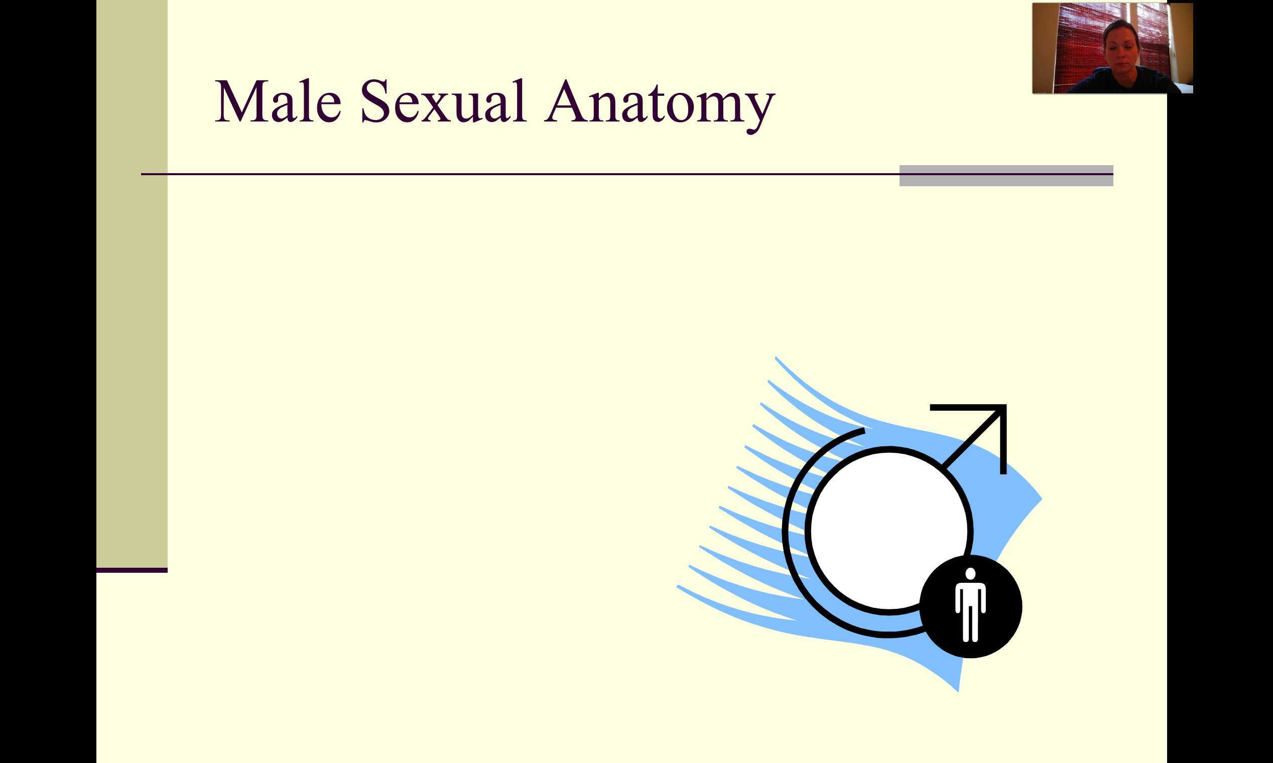 Male Anatomy Part 1