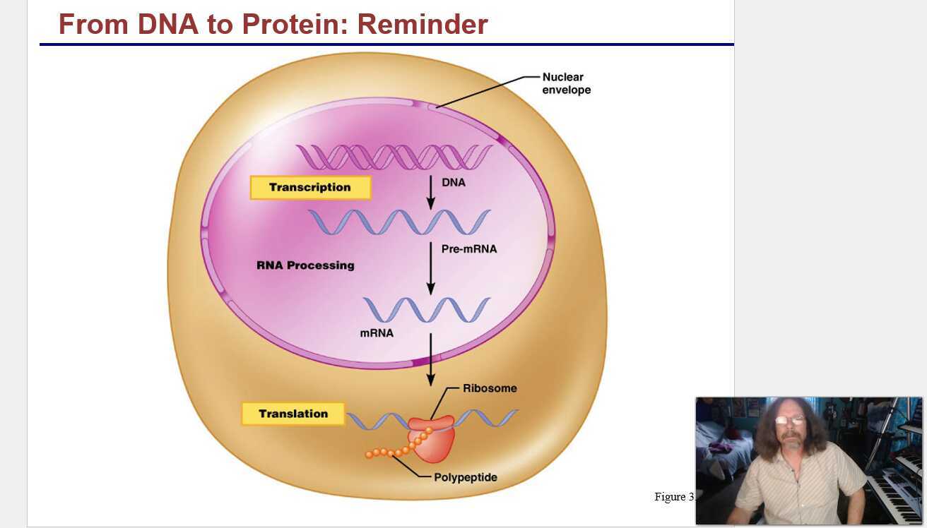 BIOL 2010 translation mini lecture