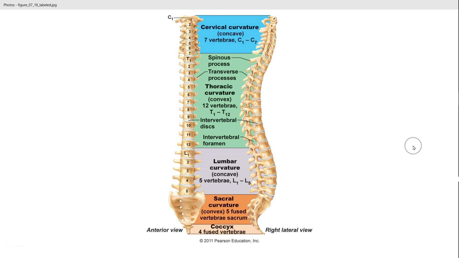 231 Ch 07 Axial Skeleton_ Vertebral Column Rib Cage