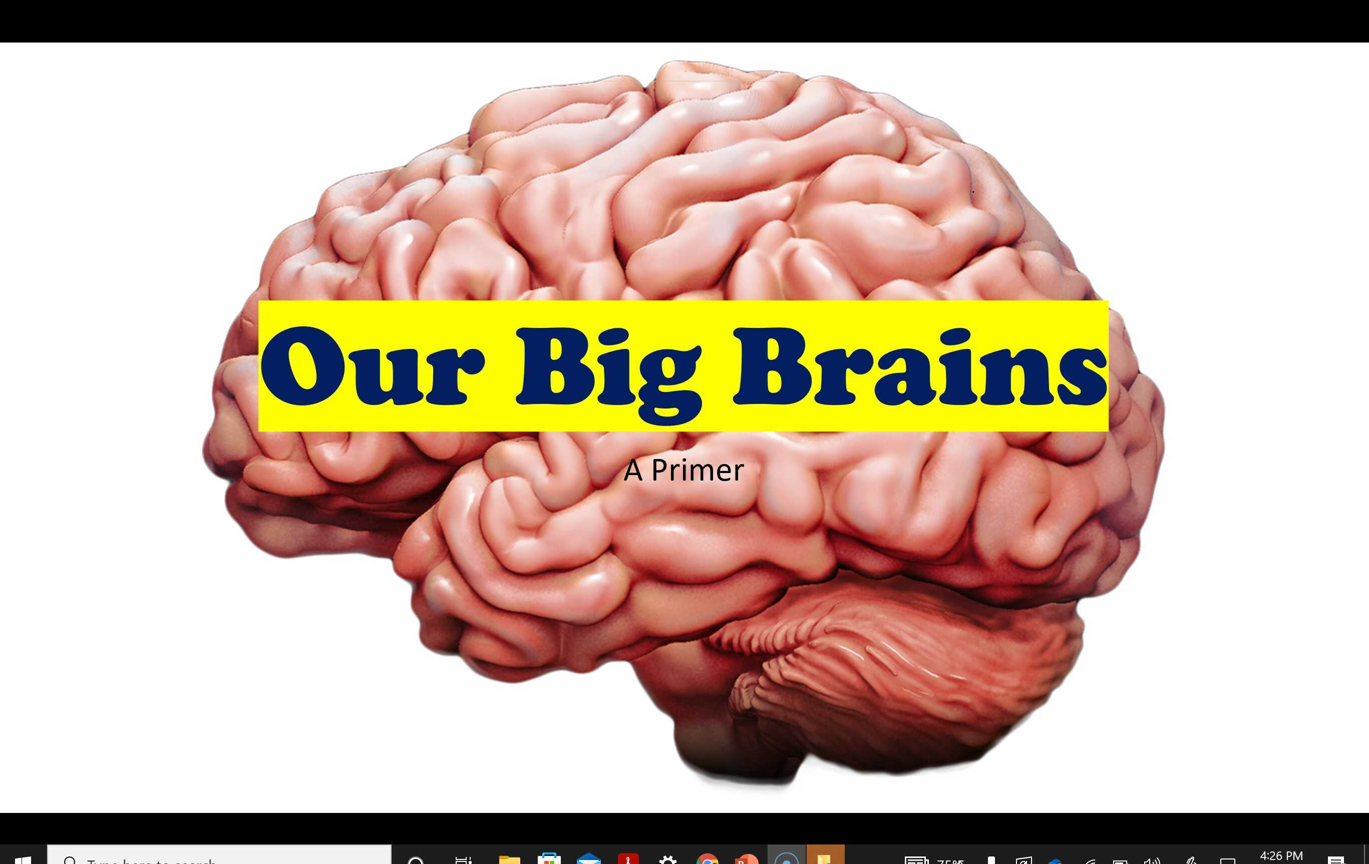 Our Big Brains