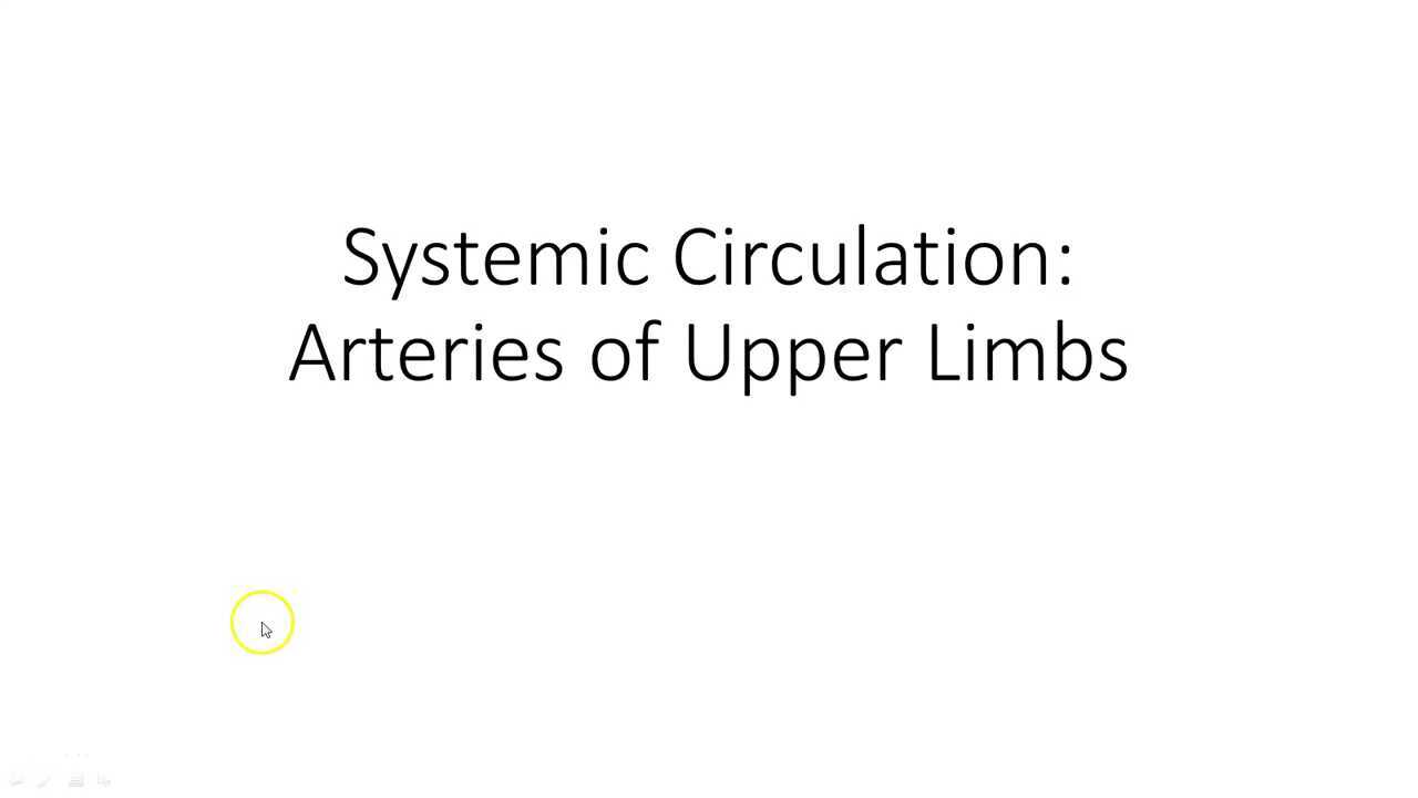 Blood Vessel ID - arteries of upper and lower limbs