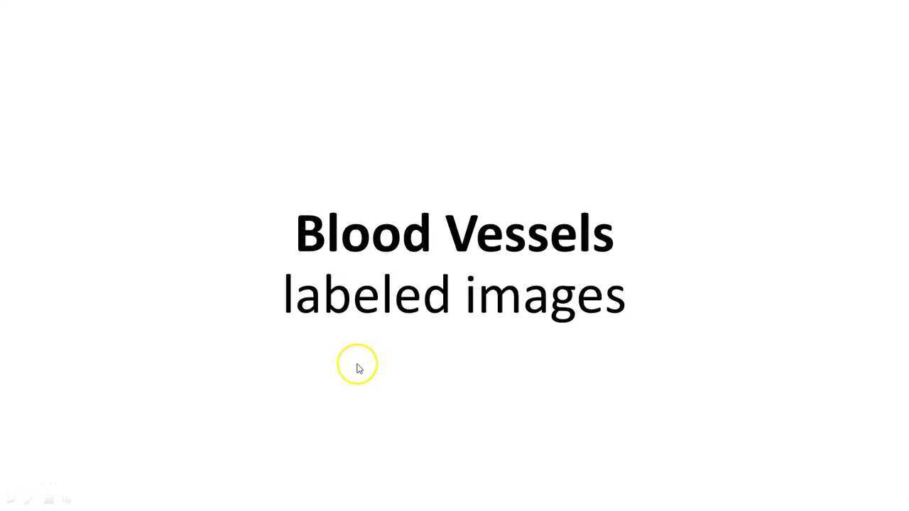 Blood Vessel ID - intro and arteries of head and neck