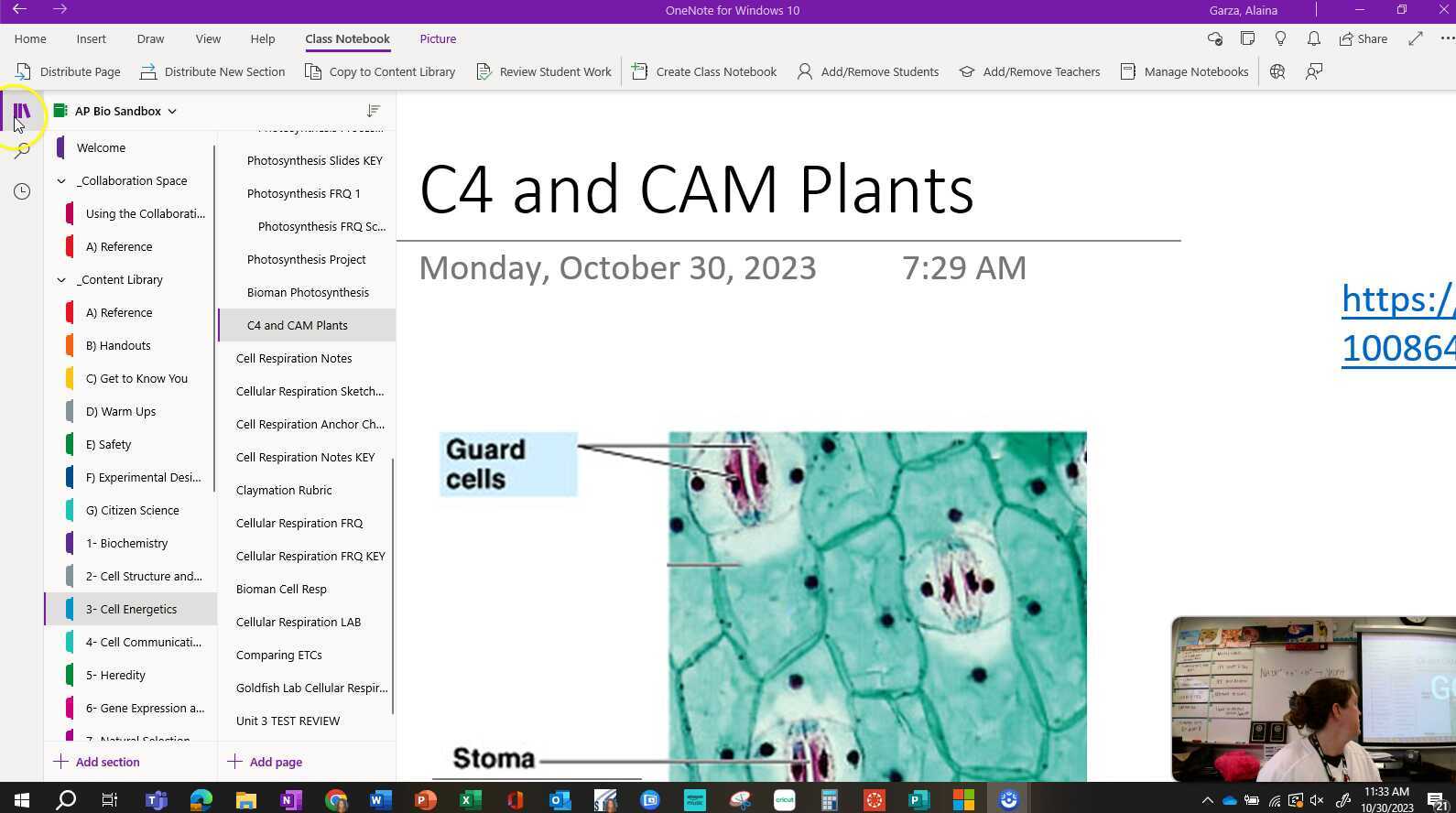 C4/CAM and Glycolysis