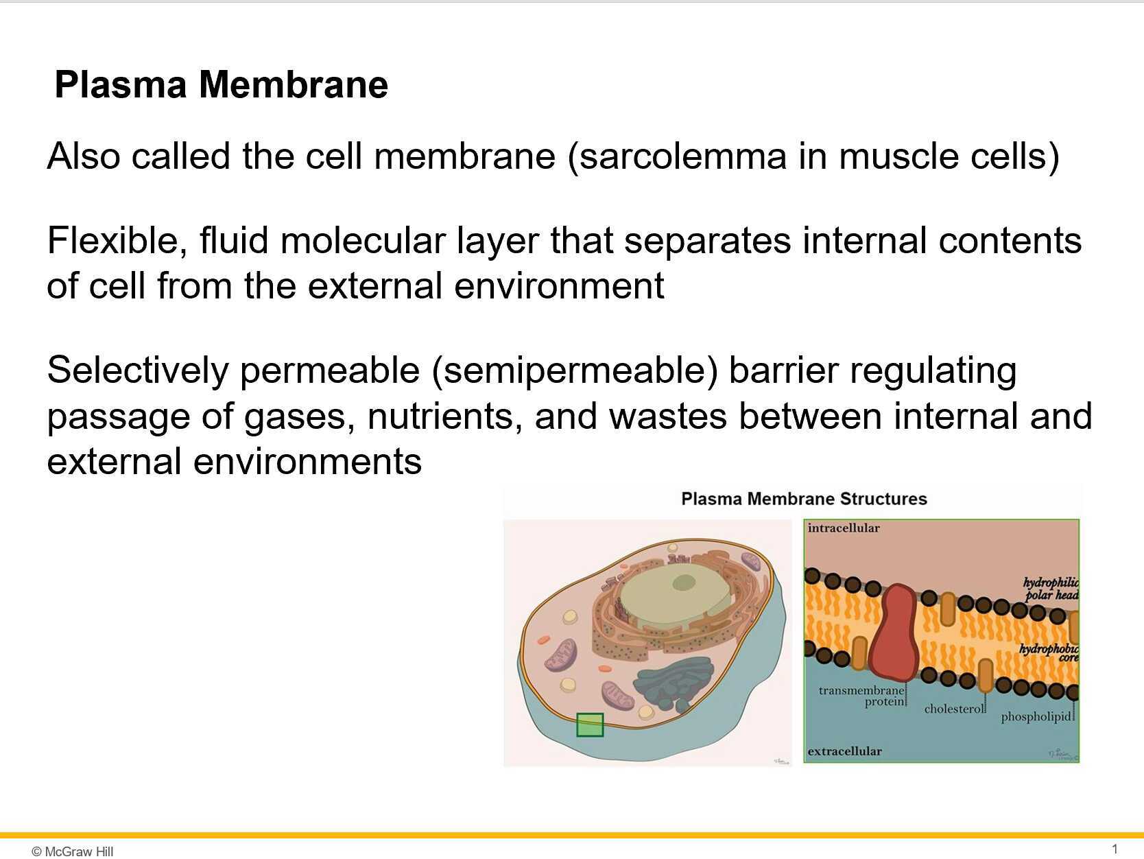 Understanding the Plasma Membrane and Its Components