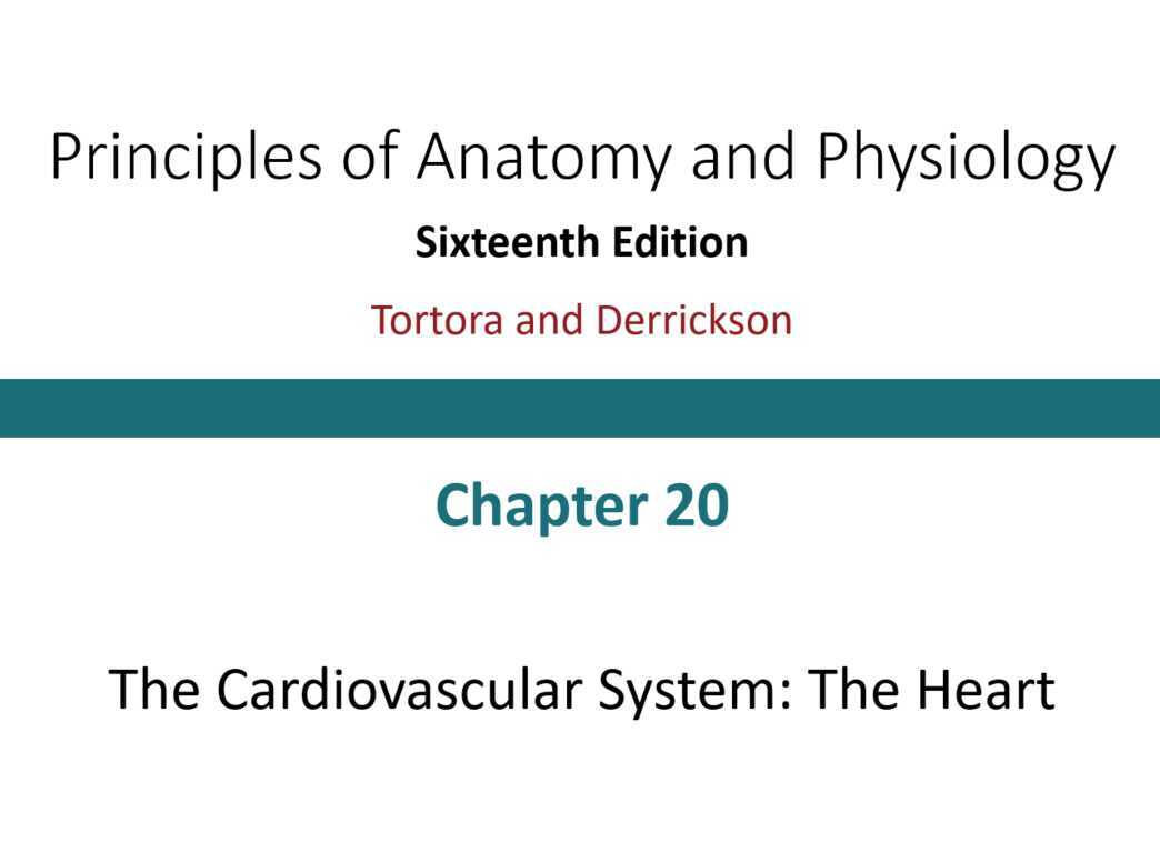 Understanding the Heart: Anatomy, Function, and Circulation