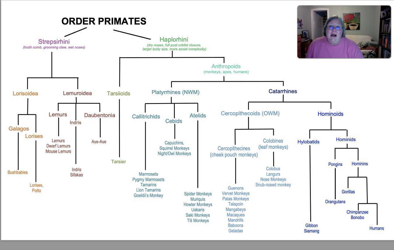 Intro to Primate Family Tree video (13:32 min)