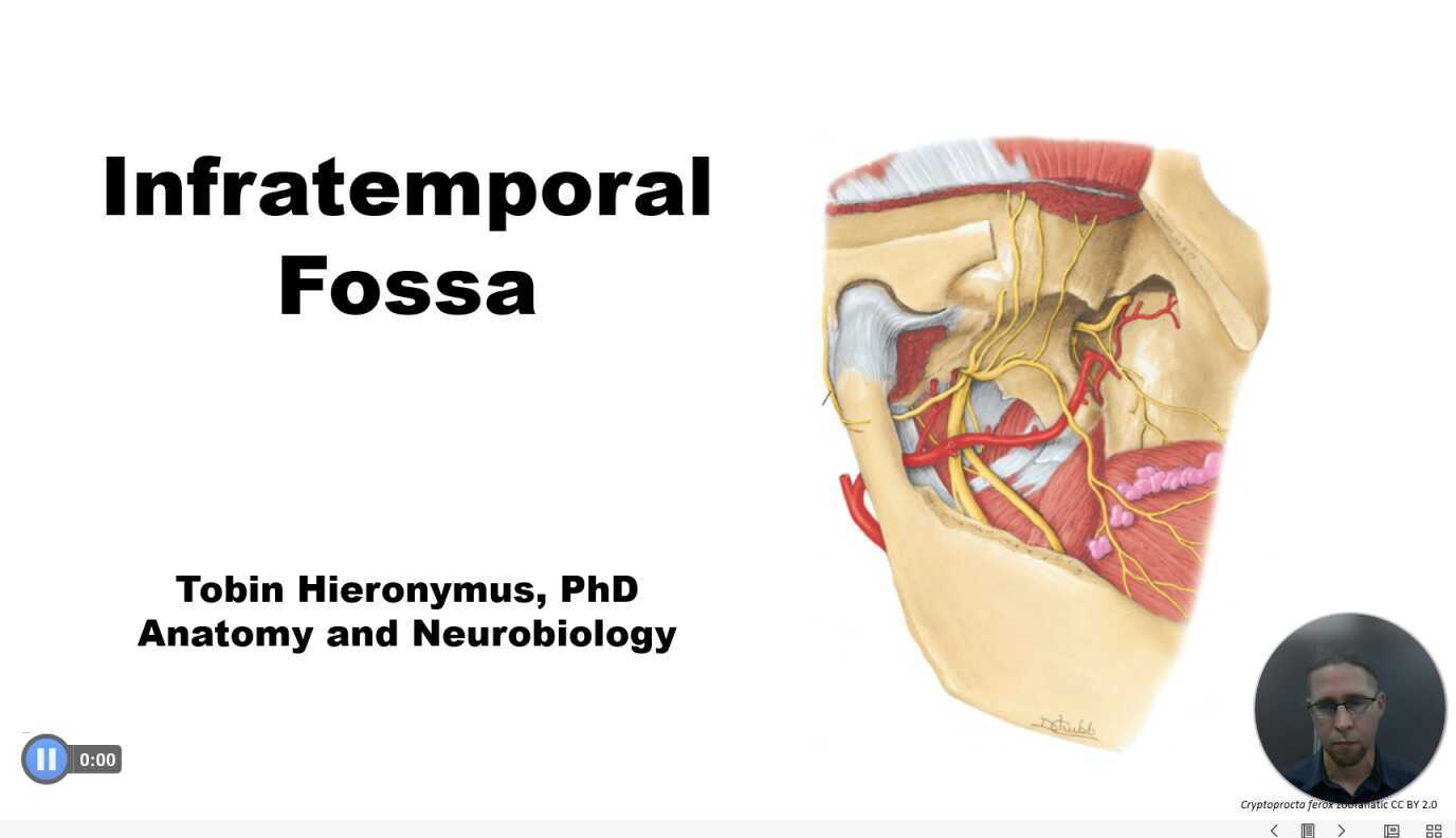 Infratemporal fossa, T Hieronymus