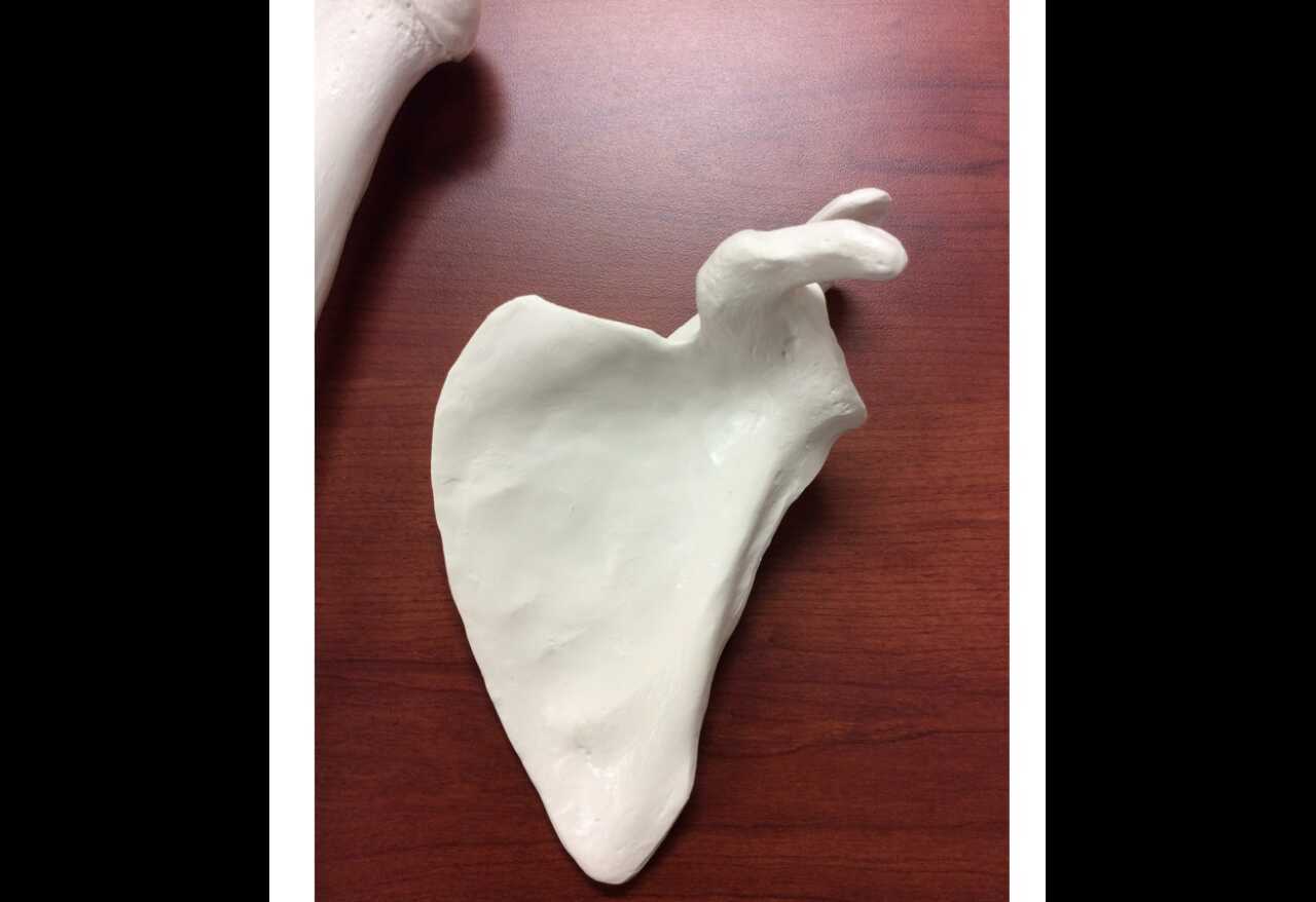 Muscle and Boney Landmark Identification: Scapula & Shoulder