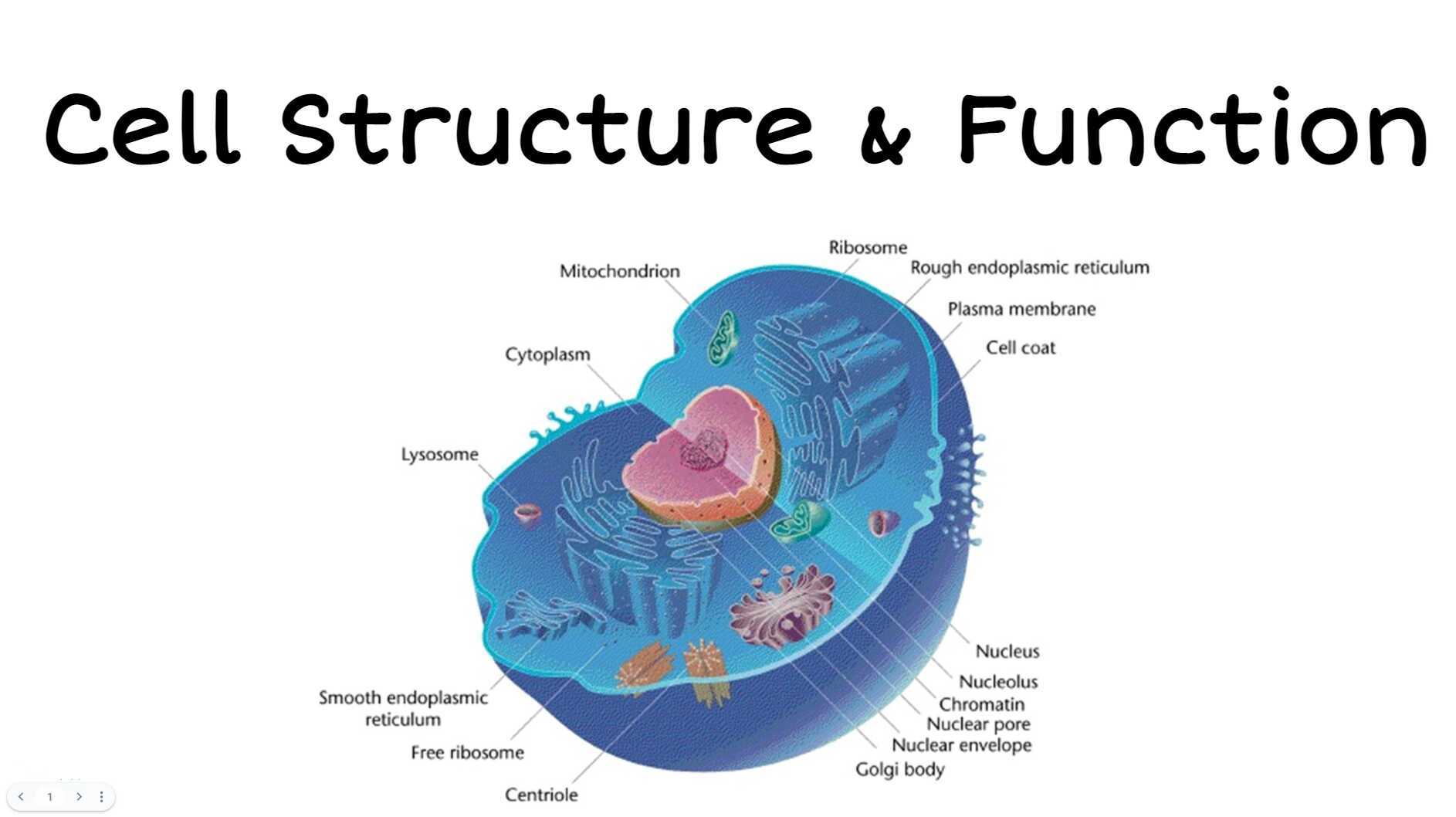 Cell Organelle Video