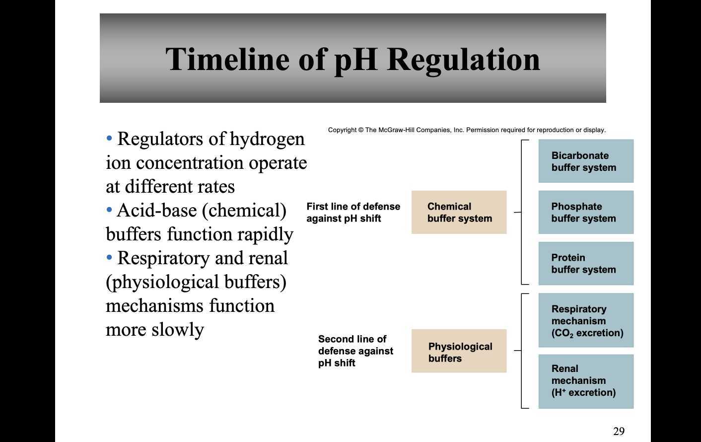 Regulation of Blood Plasma pH