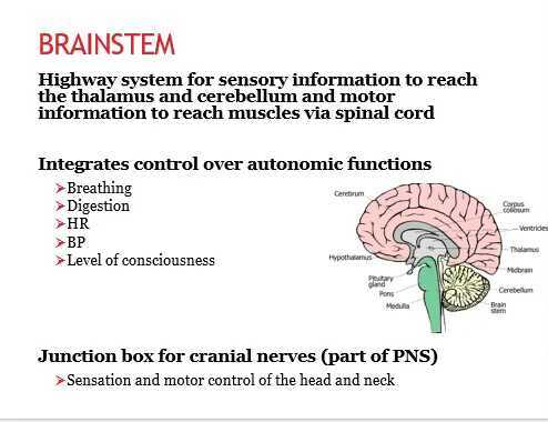 Module #1 Screencast #4 Brain and Spinal Cord