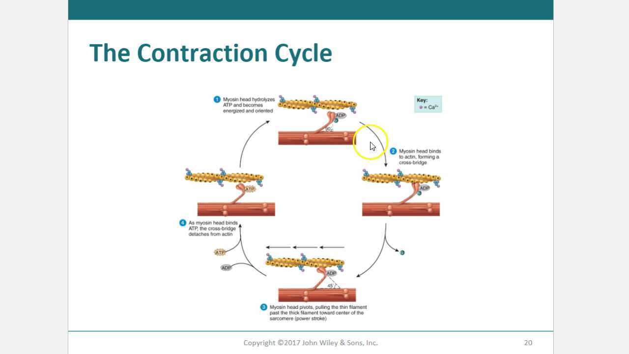 Chapter 10 Lecture Video Contraction Cycle through Aging