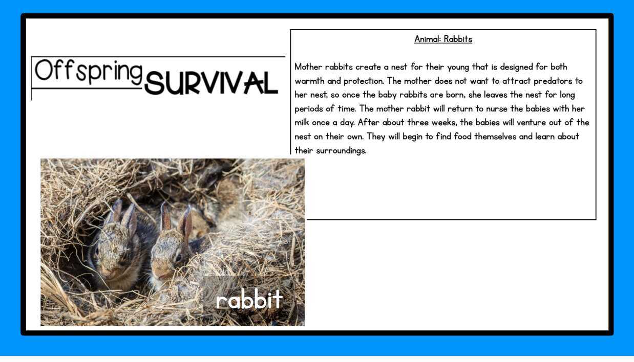 Science - Offspring Survival - Rabbit