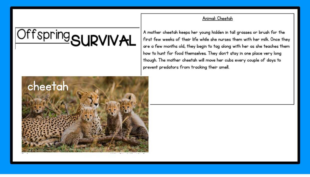 Science Offspring Survival Cheetah
