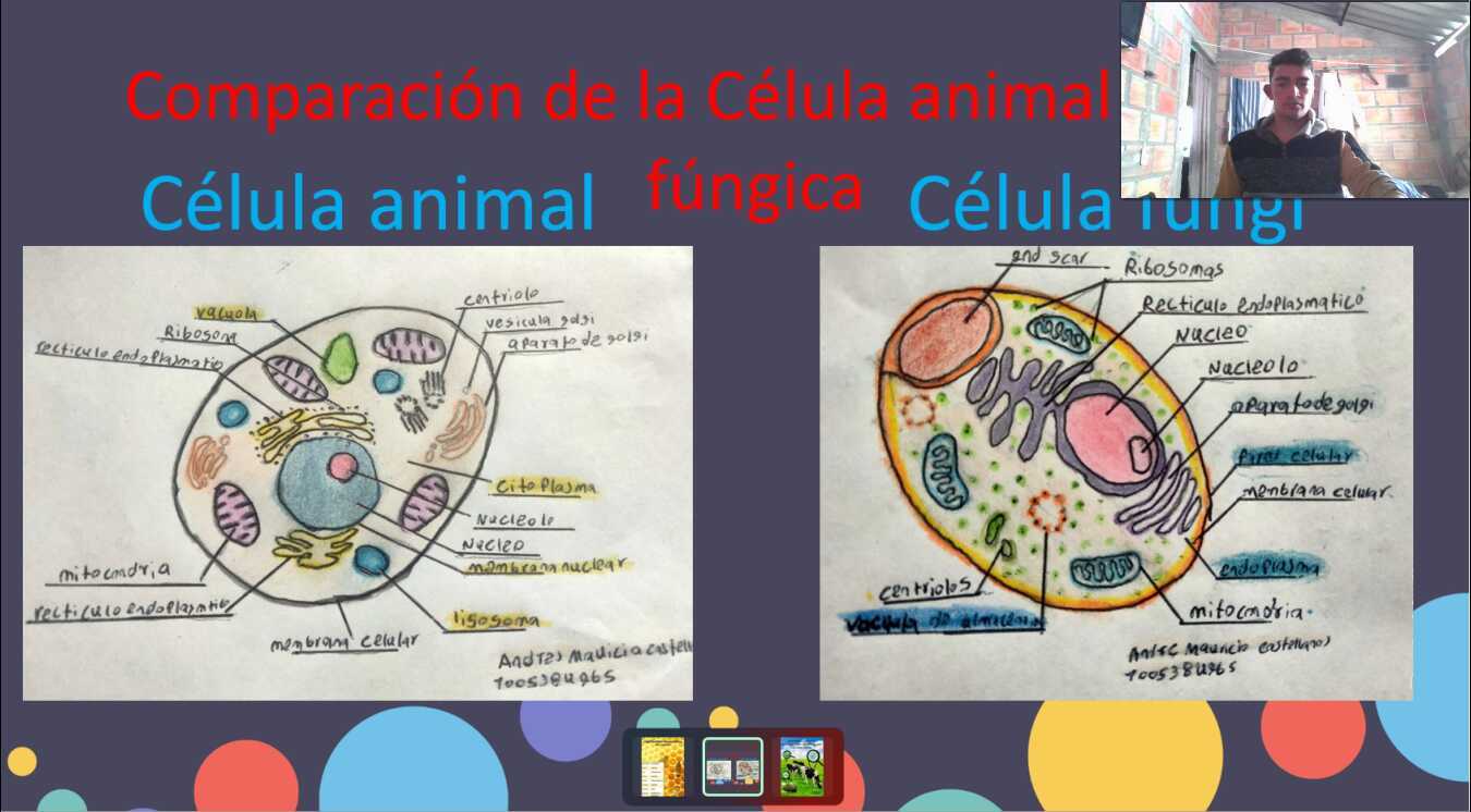 comparación de la célula animal vs la fúngica
